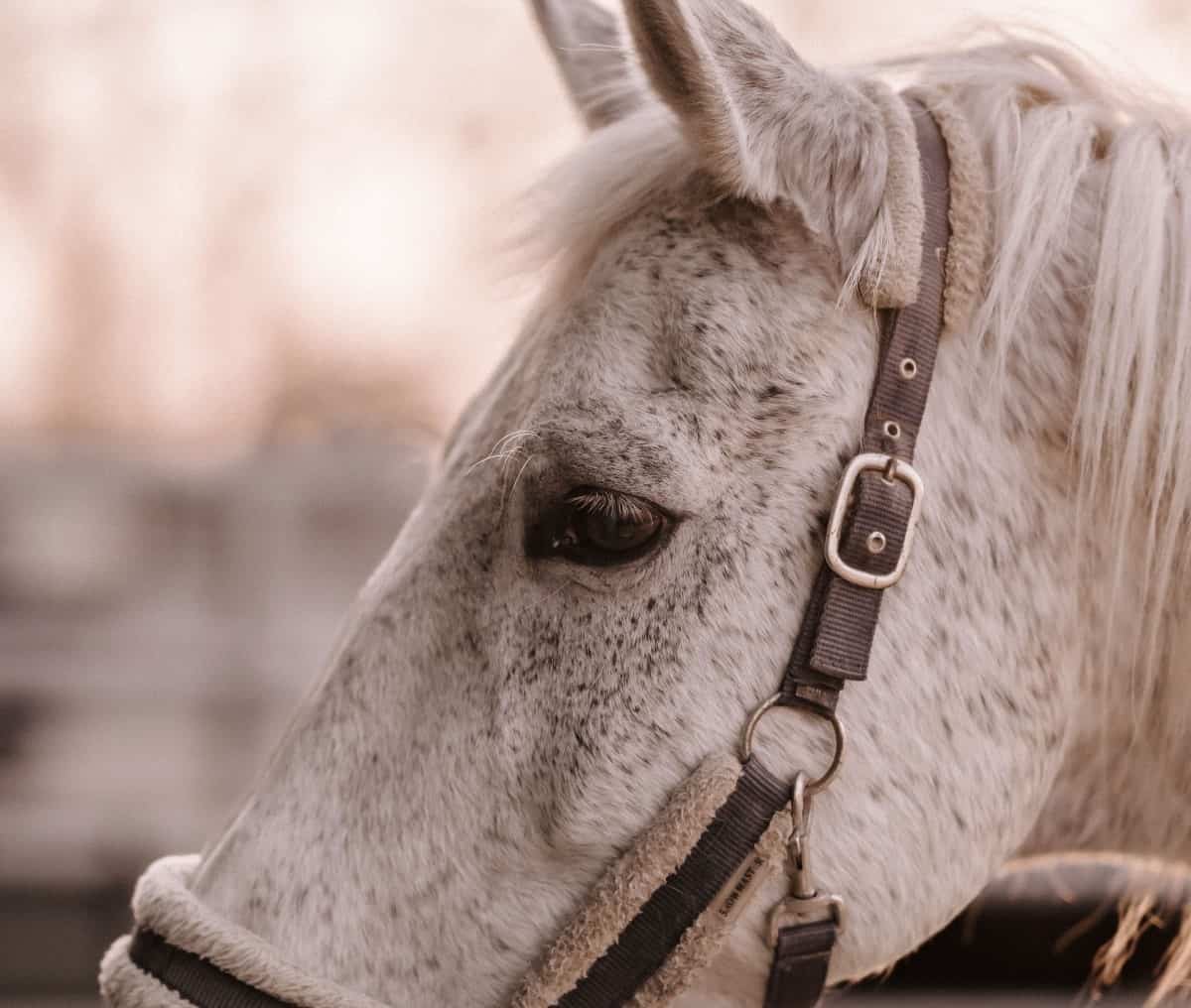 Unser Partner Pferd: Grüsse von Pezi - Niederösterreichischer ...