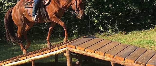 Cross&Extrem Trail Training - Niederösterreichischer Pferdesportverband